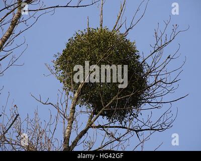 The Big Mistletoe in the Poplar Crown Photo 11/24/2016 lat. Viscum ...