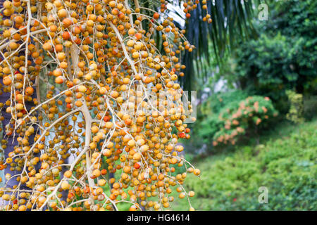 Areca Nut (Supari) palm with bunch of areca nuts Stock Photo - Alamy