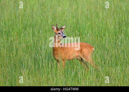 Roe deer (Capreolus capreolus) roebuck with deformed antlers in meadow ...