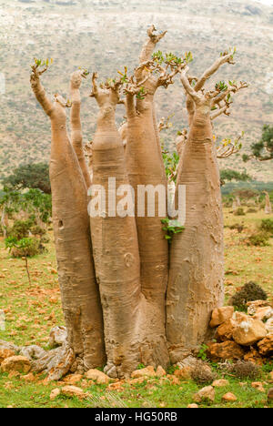 Bottle trees Island of Socotra Yemen Stock Photo: 13767712 - Alamy