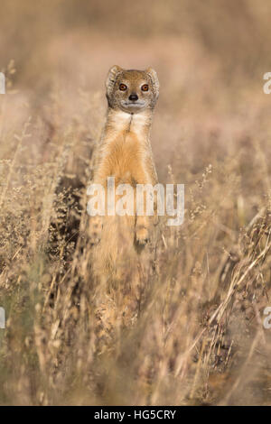 A yellow mongoose in the Kgalagadi Transfrontier Park, situated in the ...