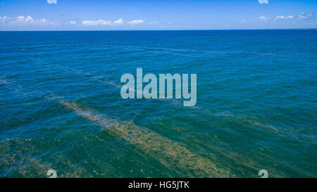 Trichodesmium sp. – a cyanobacteria (blue-green algae), and is also ...