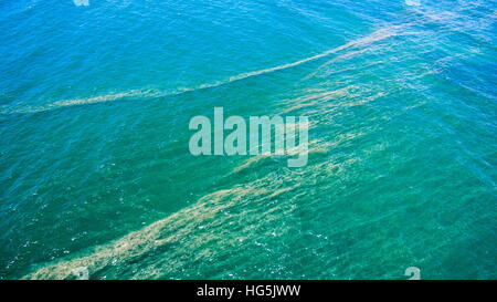 Trichodesmium, also called sea sawdust (Trichodesmium erythraeum). It ...