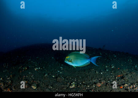 Yellowfin surgeonfish, Acanthurus xanthopterus, in smoothtail trevally ...