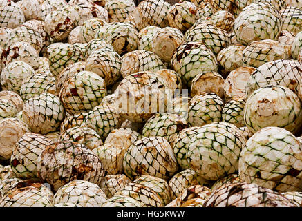 freshly cut agave heads ready to be baked in ovens Stock Photo - Alamy
