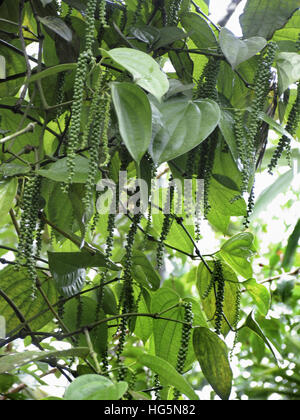Pepper tree and pepper fruit, Sarawak, Malaysian Borneo, Malaysia ...