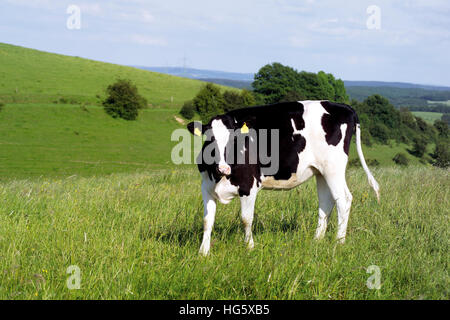 Cow on a pasture, German Holstein Stock Photo - Alamy