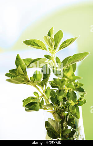 Origanum vulgare 'Aureum', golden oregano, golden marjory, Origanum ...