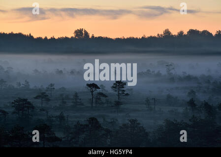 Misty night in the bog Stock Photo - Alamy