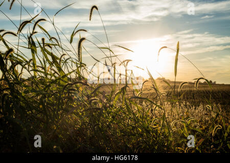 Illinois soybean or soy bean farm field Stock Photo: 20149000 - Alamy