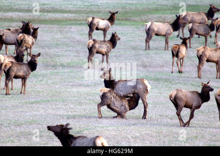 Elk yearling calf Stock Photo - Alamy