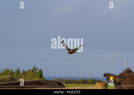 Swamp Harrier - Circus approximans Stock Photo - Alamy
