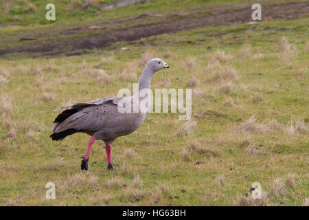Side profile of a Cape Barren Goose standing on sandy ground in natural ...