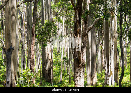 Forest of Karri (Eucalyptus diversicolor Stock Photo: 122696344 - Alamy