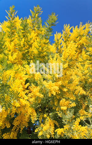 Acacia dealbata silver wattle yellow flowers blooming Stock Photo - Alamy