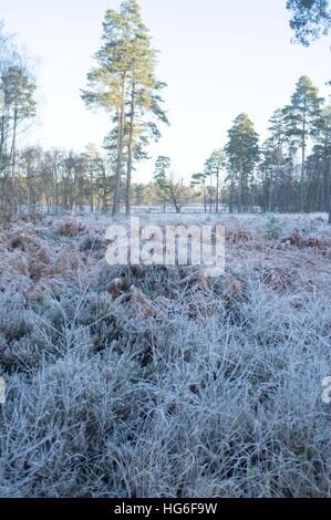 Ascot, UK. 5th Jan, 2017. Frosty start to the day at Englemere Pond ...