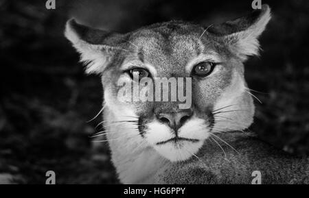 A cougar (Puma concolor) stares with its ears back at the WNC Nature ...
