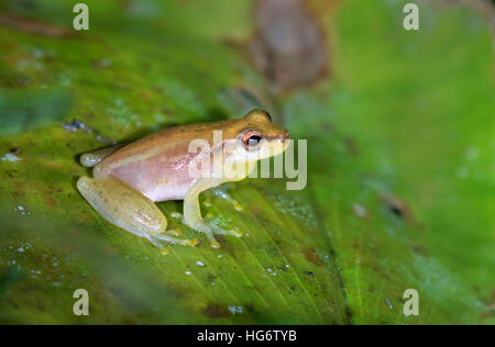 Yellow Tree Frog (Dendropsophus microcephalus Stock Photo - Alamy