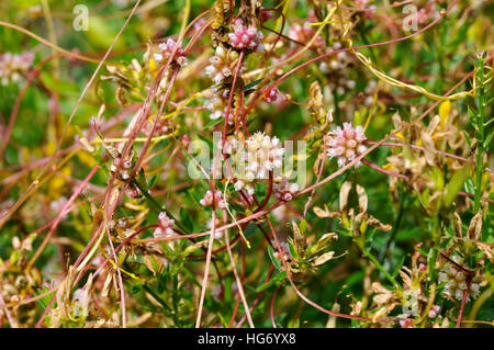 Greater Dodder - Cuscuta europaea - a parasite of Common Nettle Urtica ...
