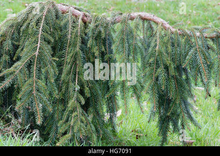 Hanging branches of the evergreen weeping spruce, Picea omorika ...