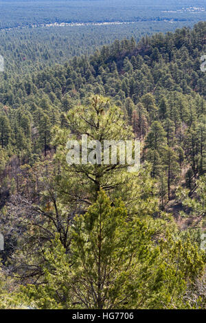 An overlook along the Coconino Rim extending far below near the Grand ...