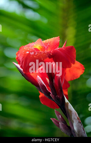 red lilly flowers with water drops closeup Stock Photo - Alamy