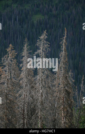 Dead pine trees from Pine borer beetle Rocky Mountain National Park ...