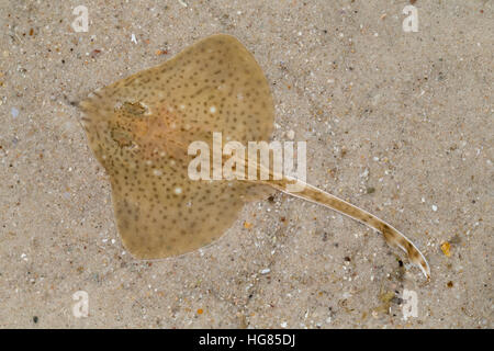 Gefleckter Rochen, Fleckenrochen, Fleckrochen, Mittelmeer-Sternrochen ...