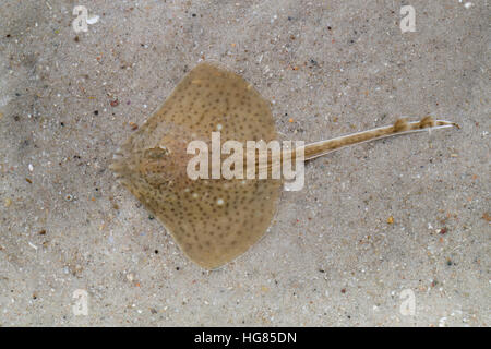 Gefleckter Rochen, Fleckenrochen, Fleckrochen, Mittelmeer-Sternrochen ...