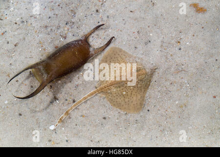 spotted ray egg case Raja montagui washed up on a Cornish beach Stock ...