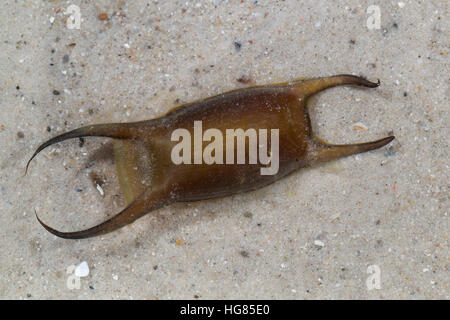 spotted ray egg case Raja montagui washed up on a Cornish beach winter ...