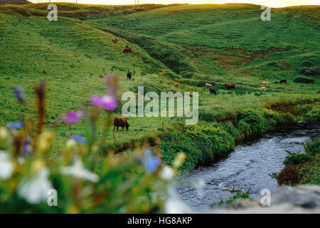 A group of cows grazing on a grassy hill near the seashore in Tarifa ...