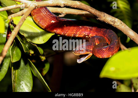 Madagascar boa (Sanzinia madagascariensis) with eyes glazed prior to ...