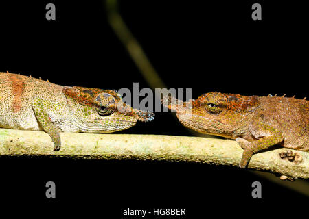 Chameleons (Calumma linotum), couple, Amber Mountain National Park ...