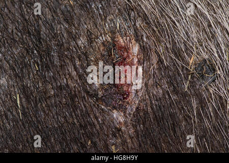 wound on skin Stock Photo - Alamy