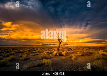 Lone Tree at Sunset Pyramid Lake Nevada Stock Photo - Alamy