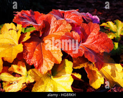 Heuchera ‘Southern Comfort’ perennial foliage plant unusual orange ...