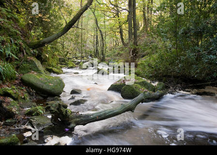 Burbage Brook flows down the forested rocky river valley of Padley ...