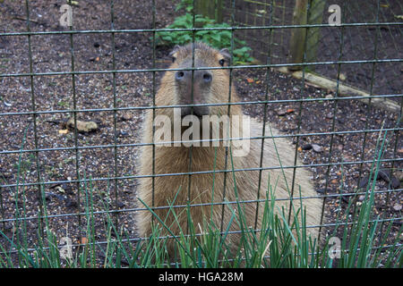 Capybara behind cage bars in a UK zoo Stock Photo - Alamy