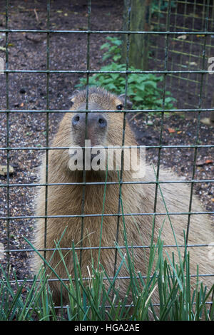 A capybara in captivity Stock Photo - Alamy