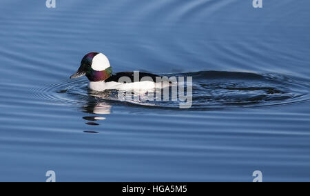 Male Bufflehead Duck Lake Washington Juanita Bay Park Kirkland ...