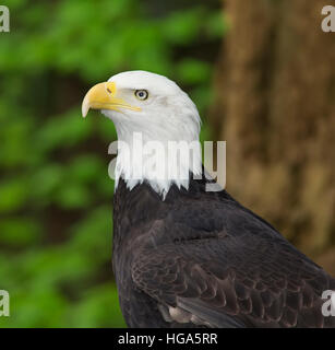 A beautiful portrait of a bald eagle Stock Photo - Alamy