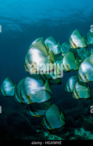Orbicular Batfish (Platax orbicularis) - Marine fish Stock Photo - Alamy