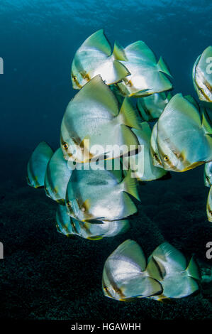 Orbicular Batfish (Platax orbicularis) - Marine fish Stock Photo - Alamy