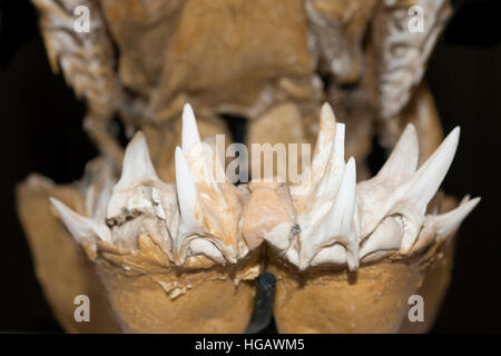lower jaw and teeth of shortfin mako shark (1.98m specimen), Isurus ...