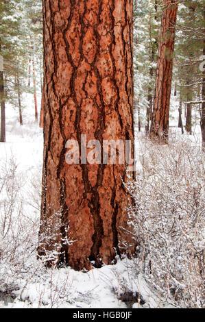 Ponderosa pine (Pinus ponderosa) bark, Metolius Wild and Scenic River ...