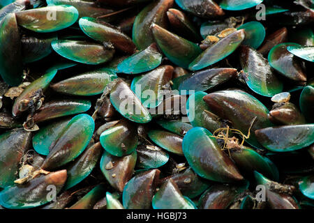 Sea shells, cyan shells, green shells, shells, sea Stock Photo - Alamy