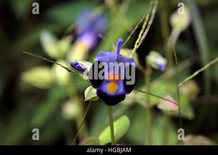 Beauty in sun bath Stock Photo - Alamy