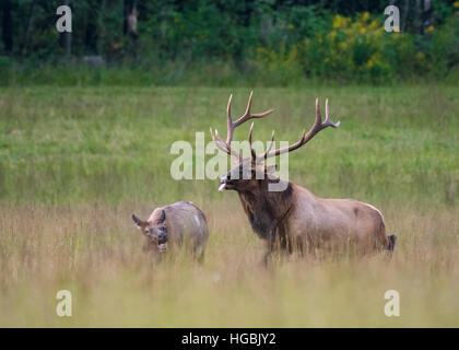 Bull mating with cow in field Stock Photo - Alamy