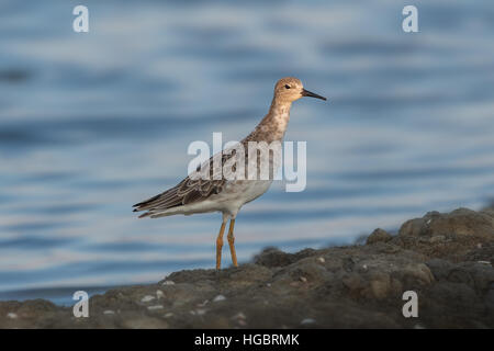 Philomachus pugnax, also known as the Ruff, is a bird species ...